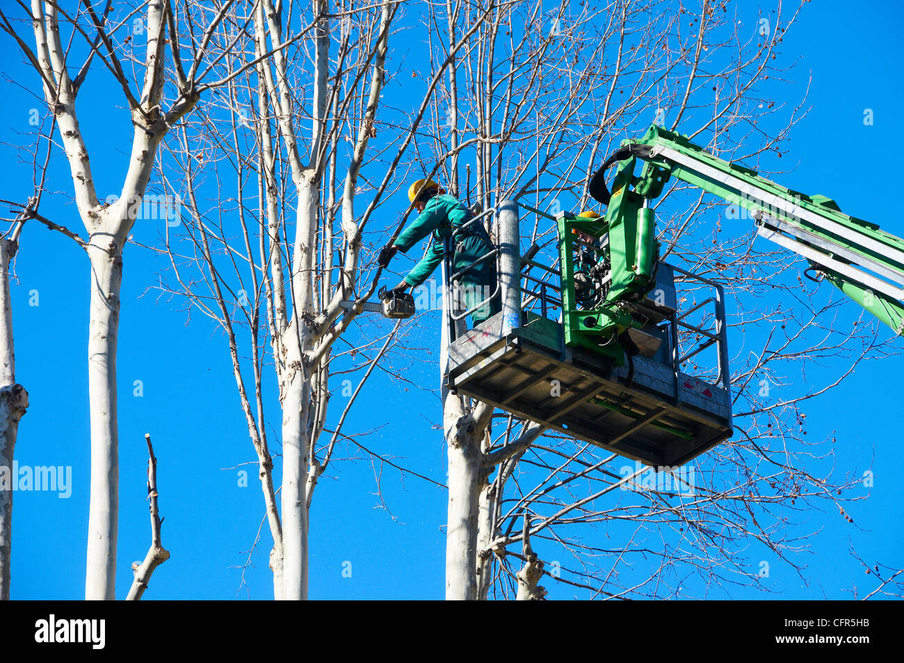 men pruning with a chainsaw Stock Photo - Alamy
