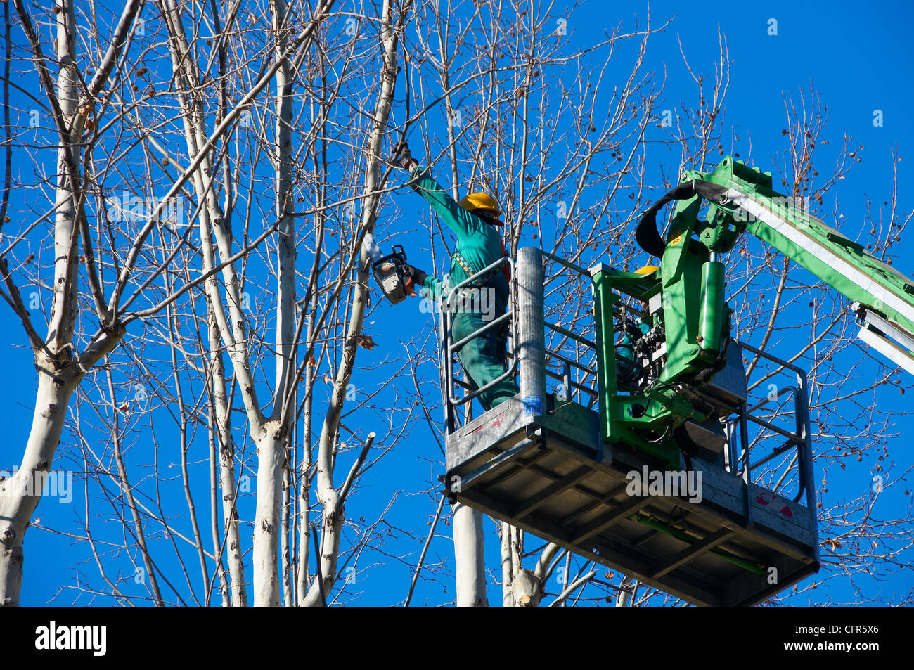 men pruning with a chainsaw Stock Photo - Alamy