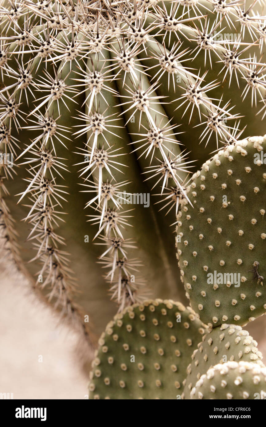 Close-up detail of cactus Stock Photo - Alamy