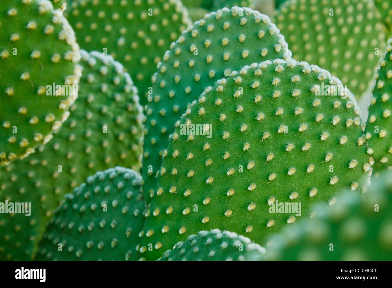 Close-up detail of cactus Stock Photo - Alamy