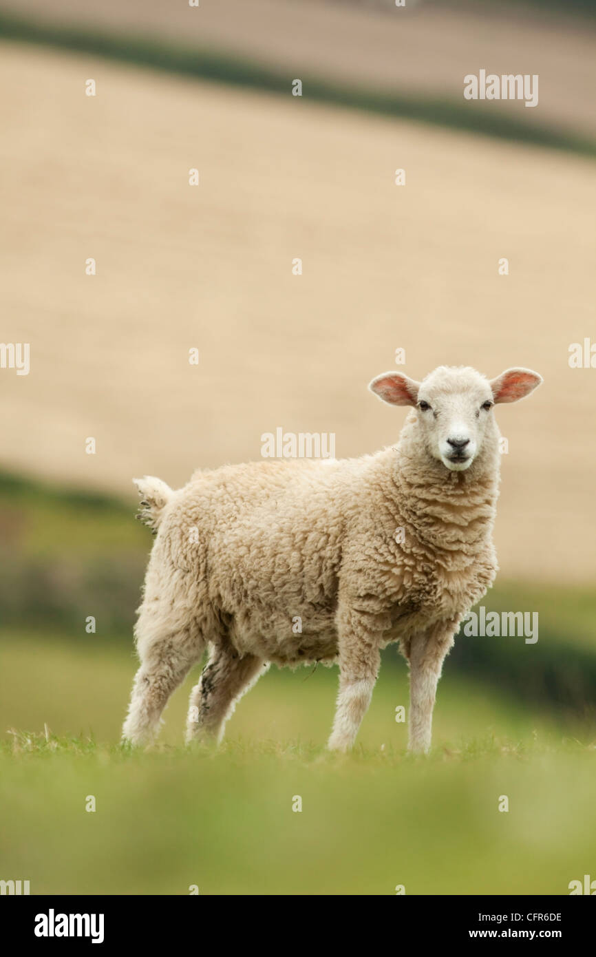 Domesticated as livestock hi-res stock photography and images - Alamy