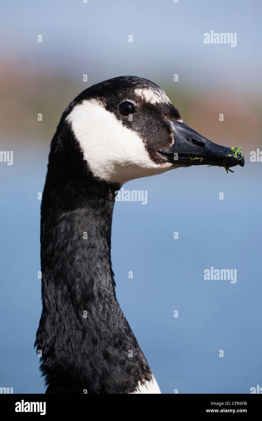 Common invasive bird species uk hi-res stock photography and images - Alamy