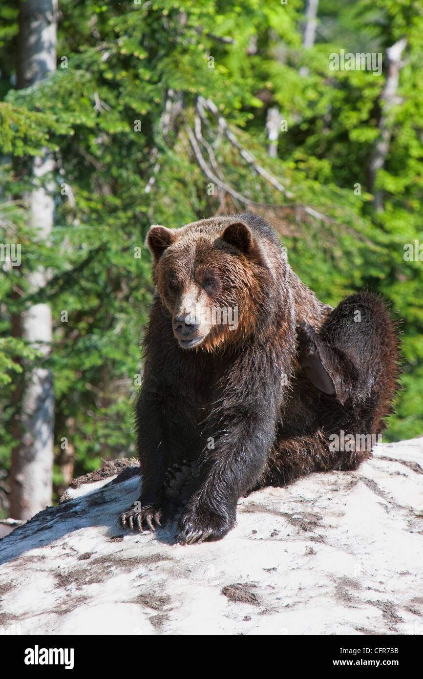 Bear Scratching Tree Stock Photos & Bear Scratching Tree Stock Images ...