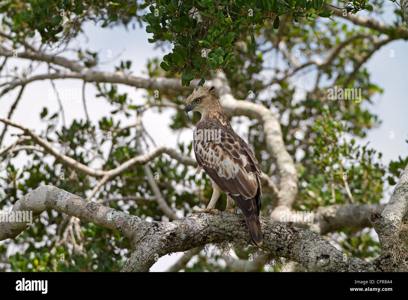 Changeable Hawk-Eagle or Crested Hawk-eagle (Nisaetus cirrhatus Stock ...
