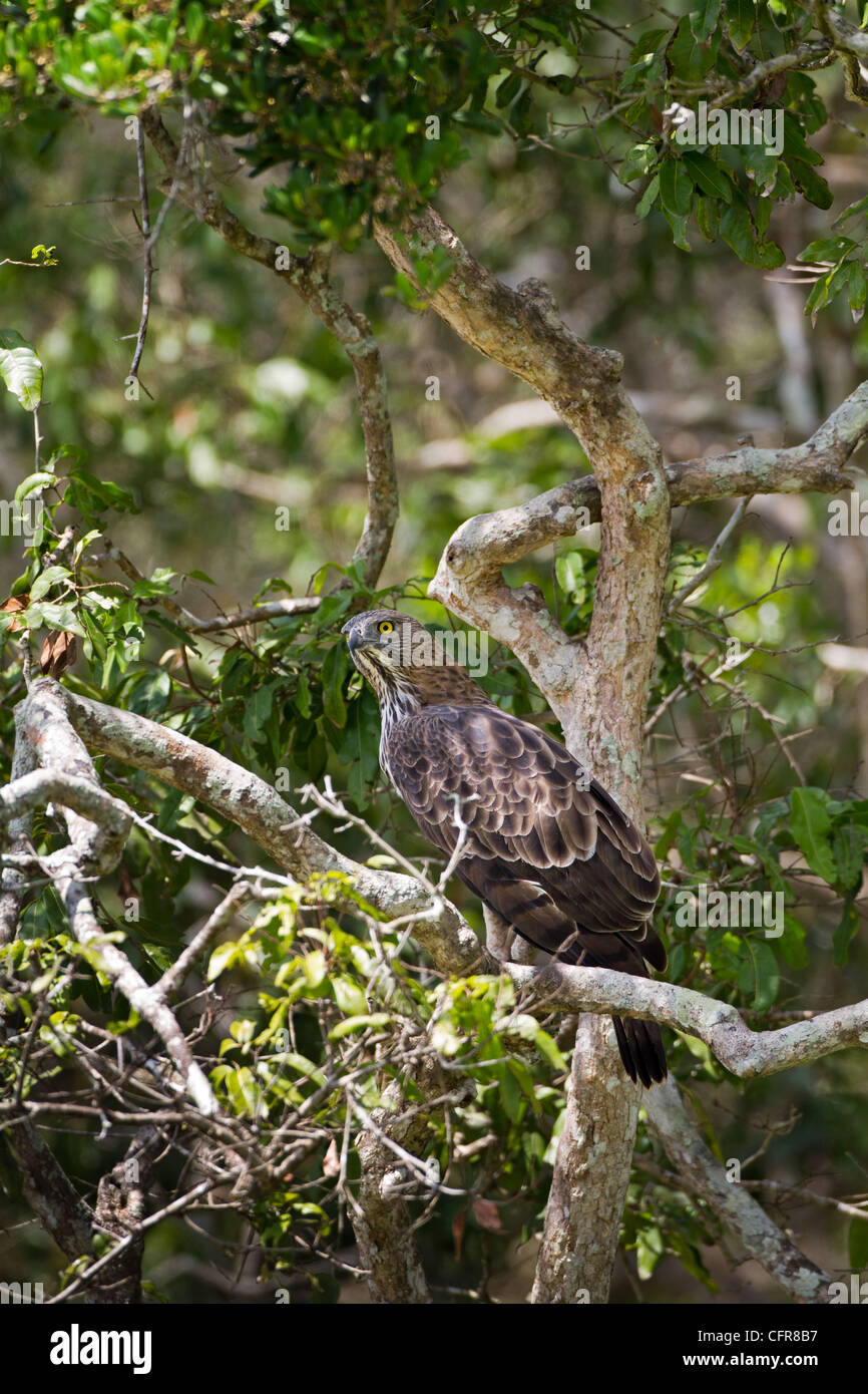 Nisaetus hi-res stock photography and images - Alamy