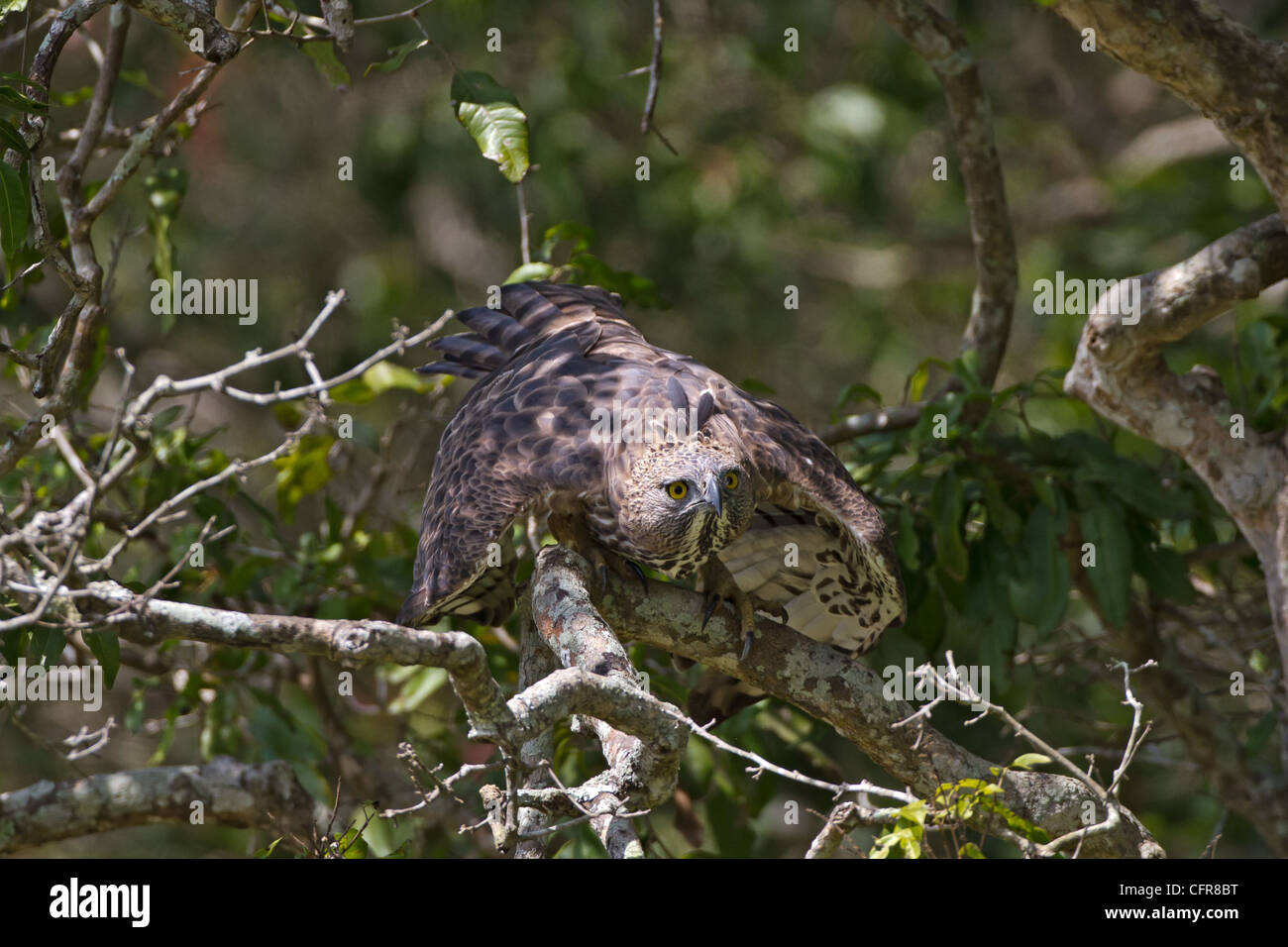 Changeable Hawk-Eagle or Crested Hawk-eagle (Nisaetus cirrhatus) aka ...