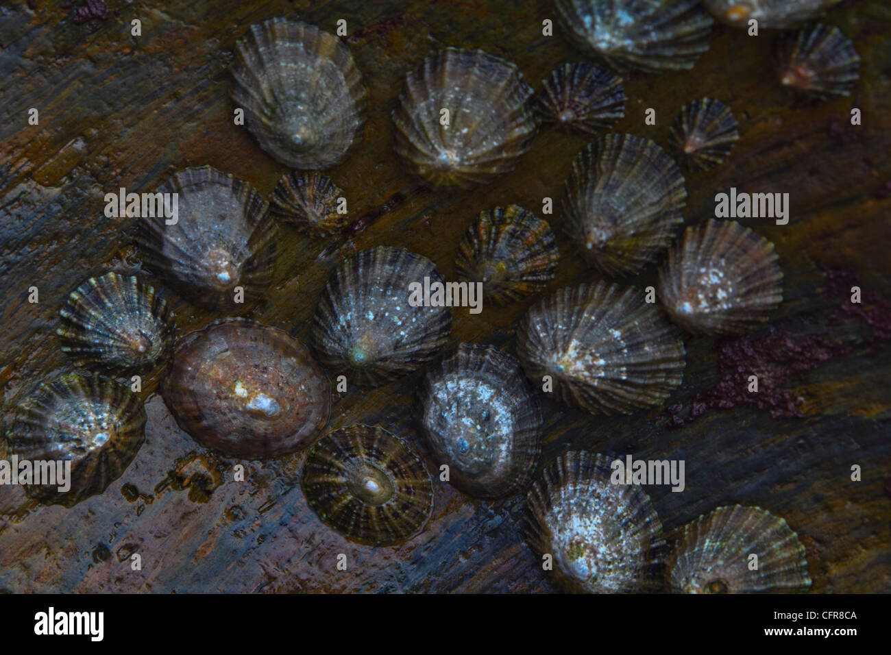 Barnacles on rock hi-res stock photography and images - Alamy
