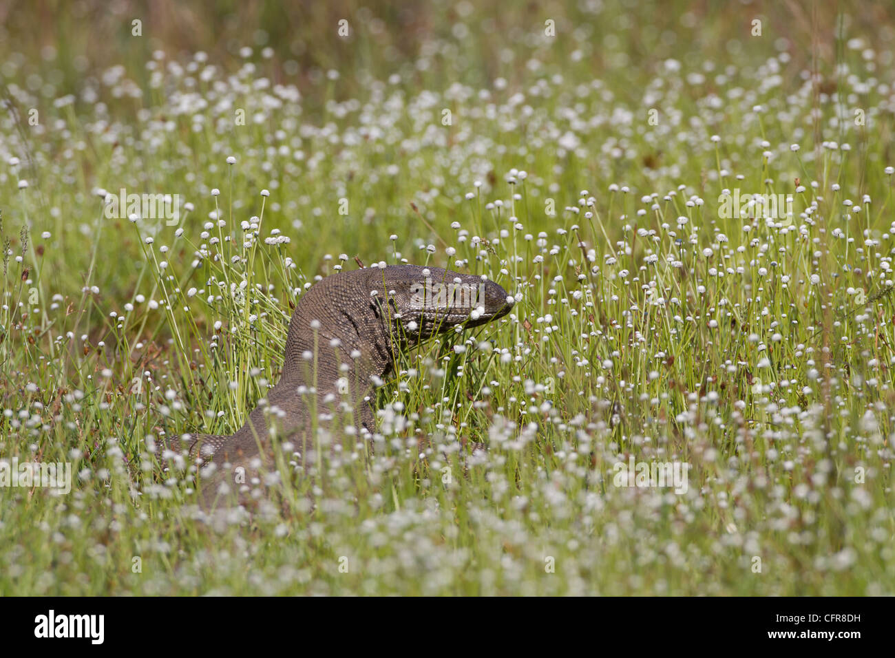 Land monitor lizard Varanus bengalensis warms itself in morning sun ...