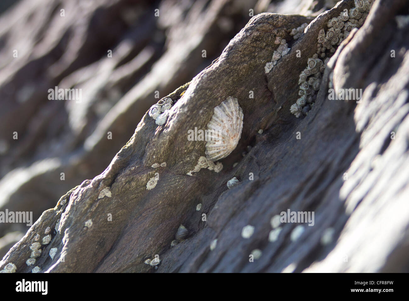 Shell in rocks Stock Photo - Alamy