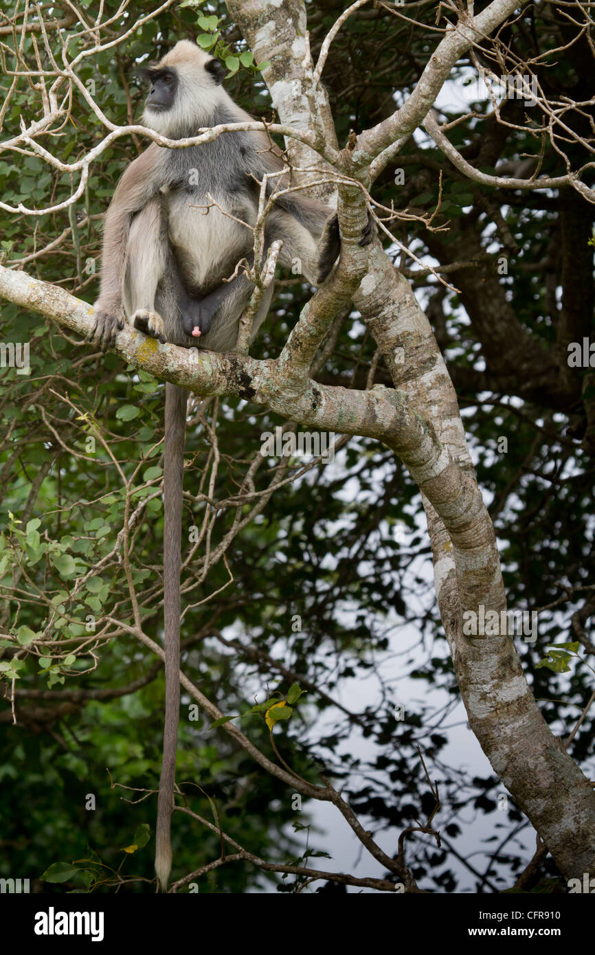 A tufted tail hi-res stock photography and images - Alamy