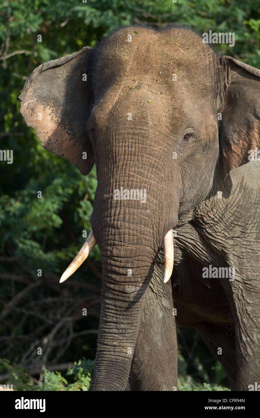 Sri Lanka Asian Elephant Tusker at Bundala NP Stock Photo - Alamy