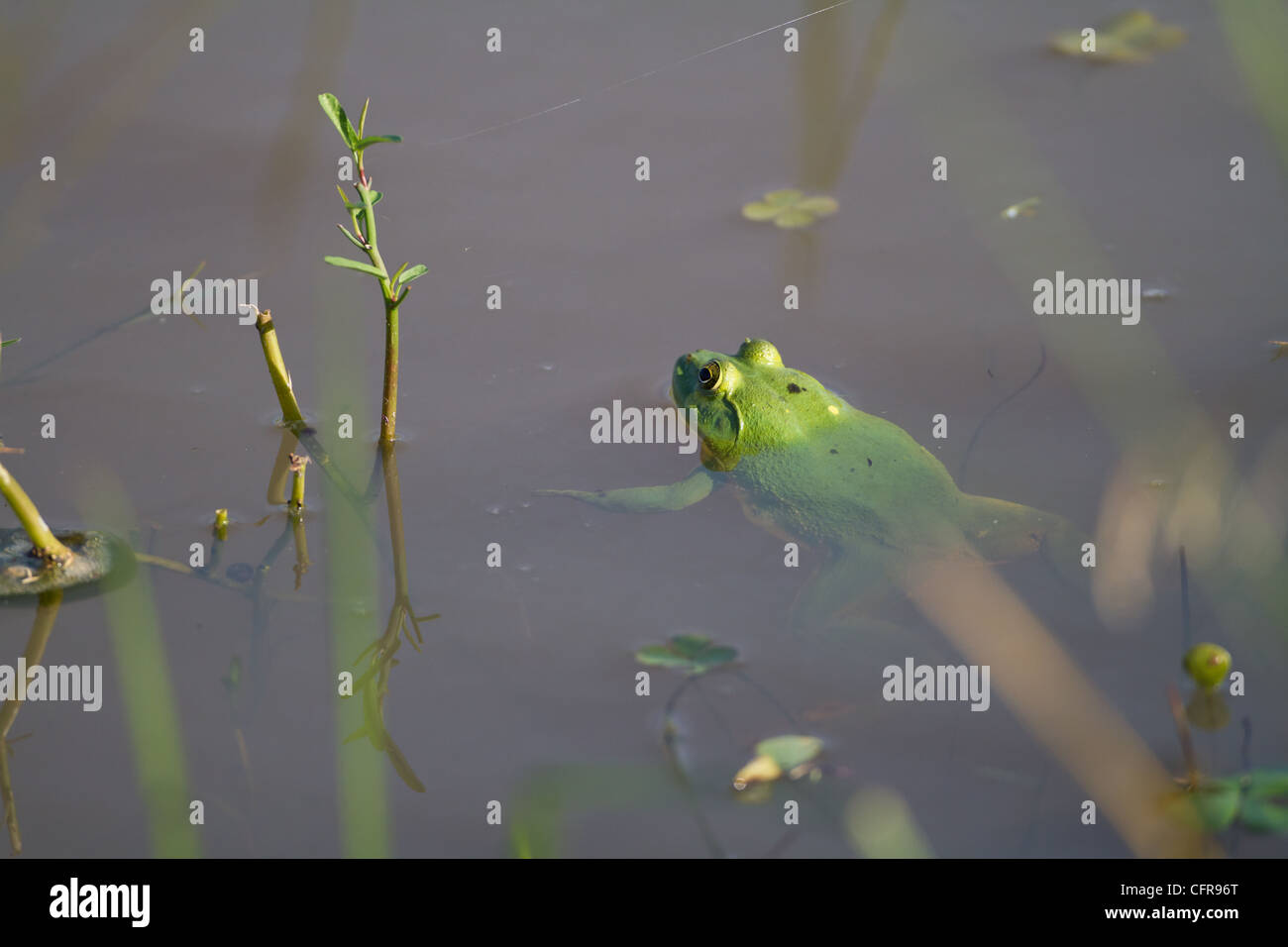 Six-toe green frog Euphlyctis hexadactylus in Sri Lanka Stock Photo - Alamy
