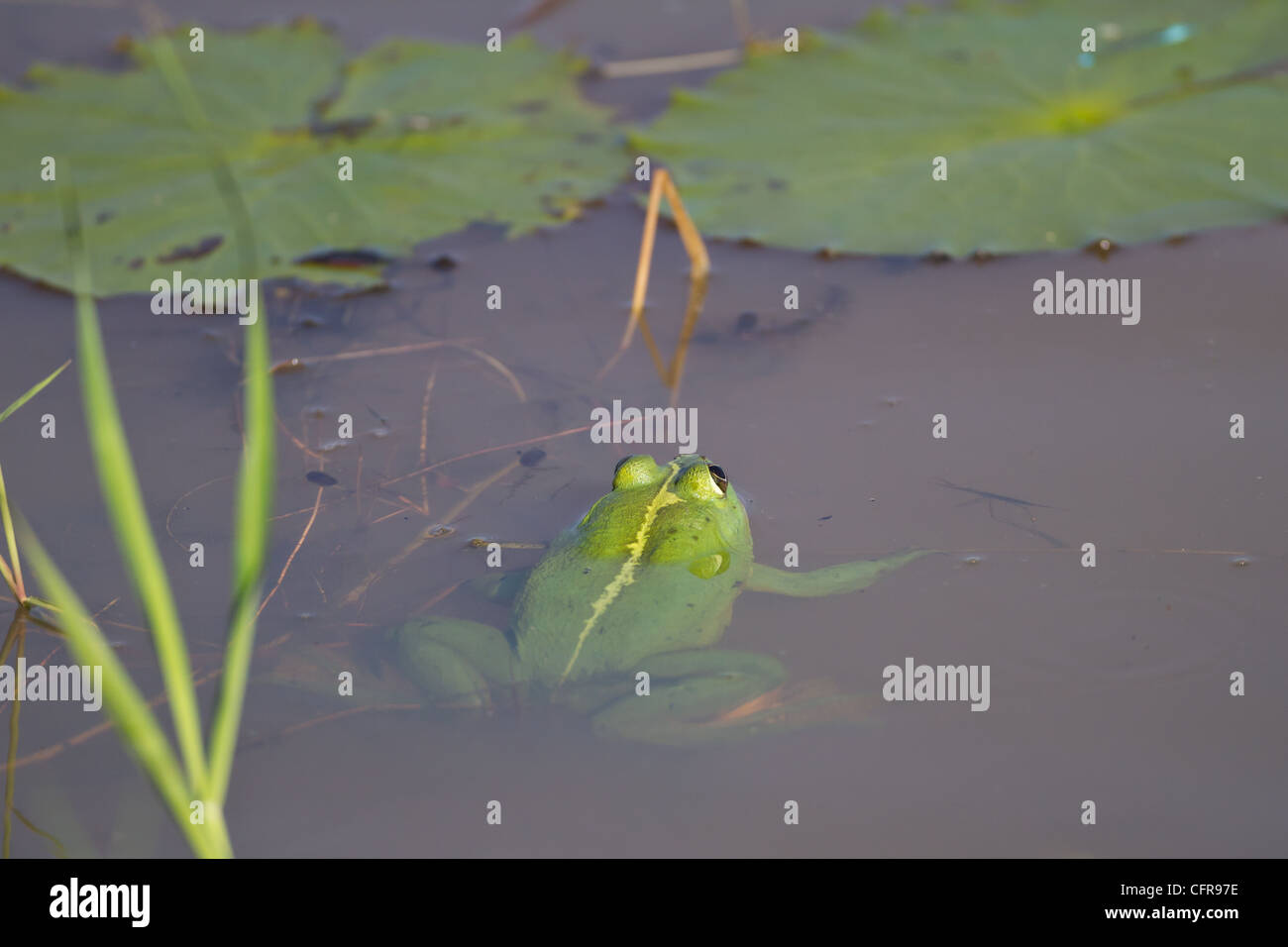 Six-toe green frog Euphlyctis hexadactylus in Sri Lanka Stock Photo - Alamy