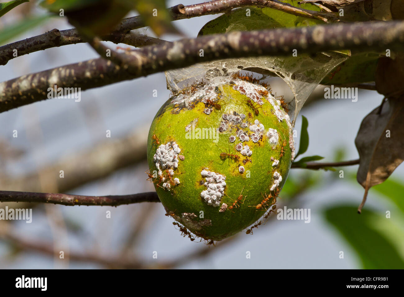 Red ants on fruit Stock Photo - Alamy