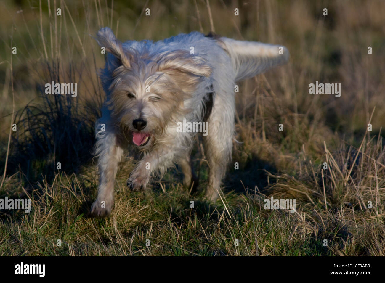 Scruffy dog enjoying running across field with tongue out and ears ...