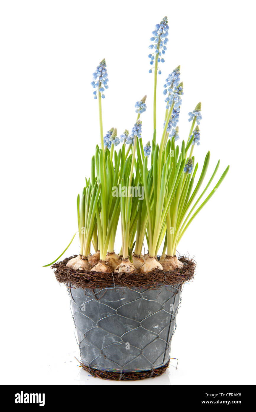 Hyacinth in metal pot hi-res stock photography and images - Alamy