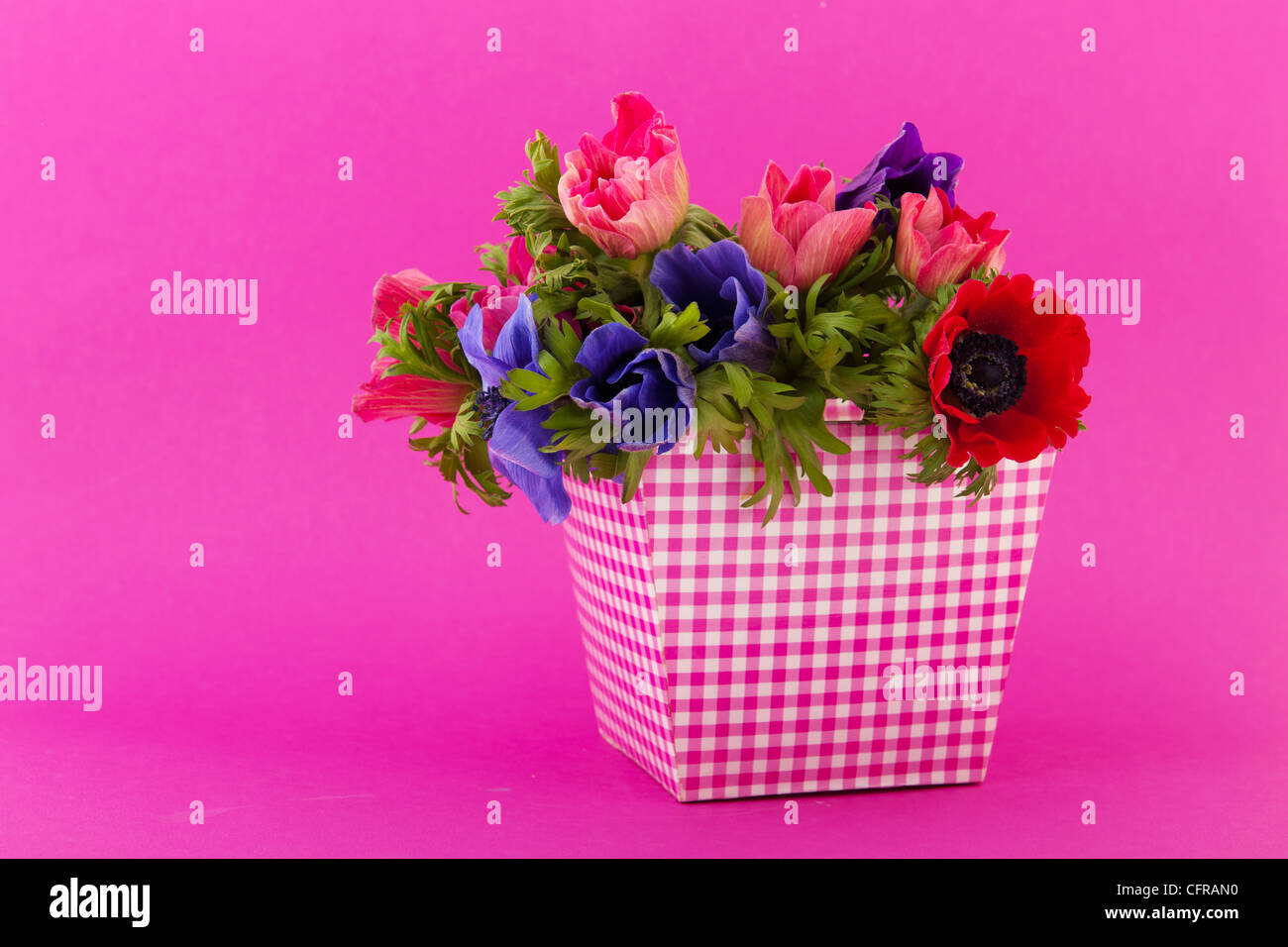 Bouquet Anemones in checkered flower pot on pink background Stock Photo ...