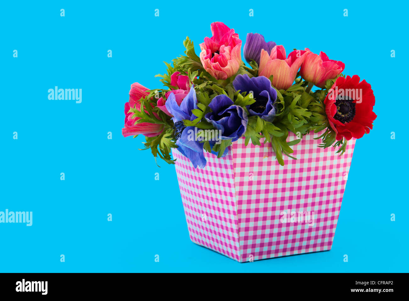 Bouquet Anemones in checkered flower pot on blue background Stock Photo ...