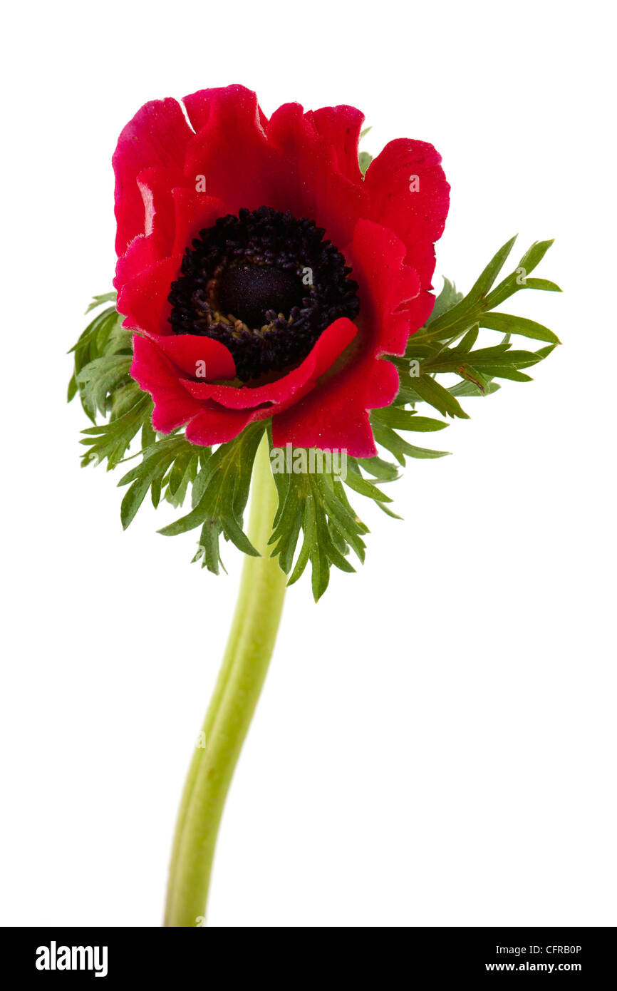 Single red Anemone in spring isolated over white background Stock Photo ...