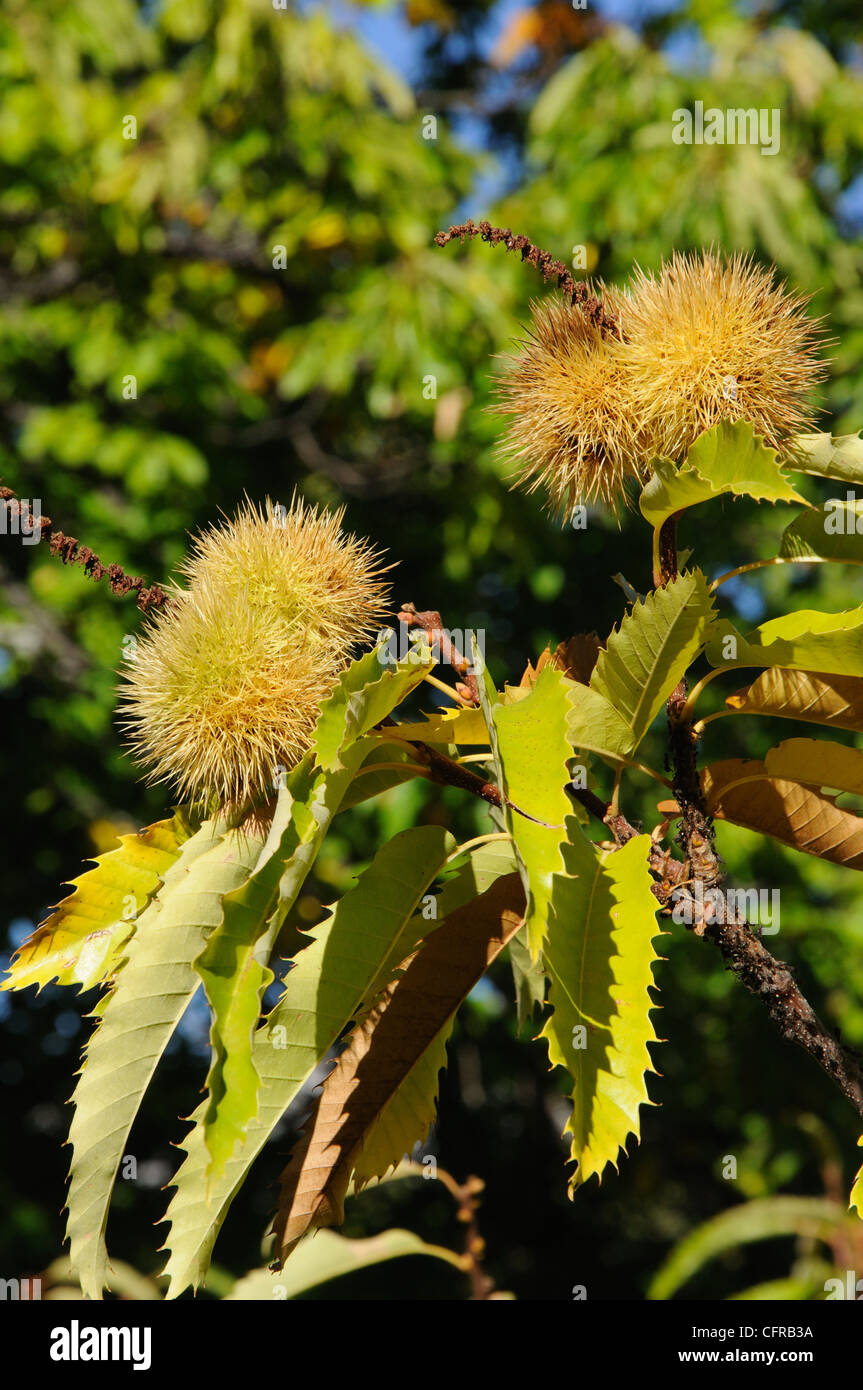 Chestnut spiky pod hi-res stock photography and images - Alamy