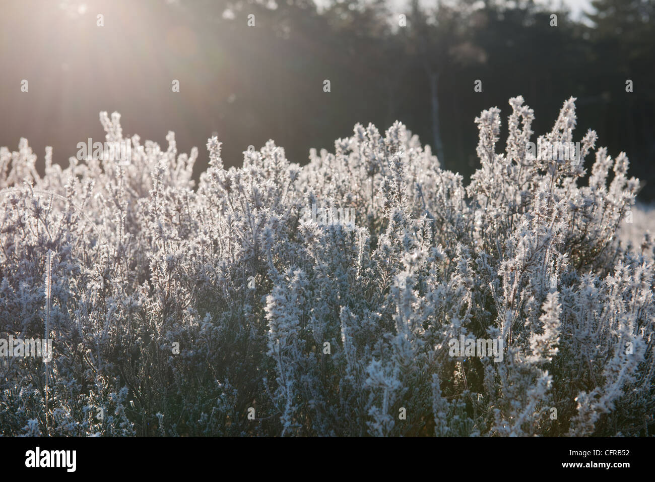 Ice heather frozen hi-res stock photography and images - Alamy