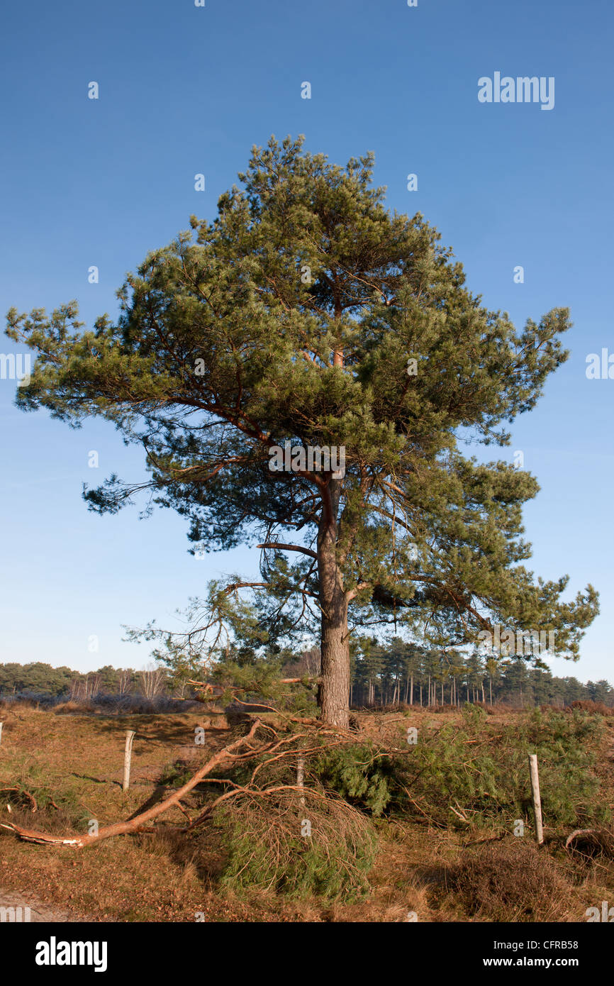 Single tree Pinus sylvestris in nature Stock Photo - Alamy