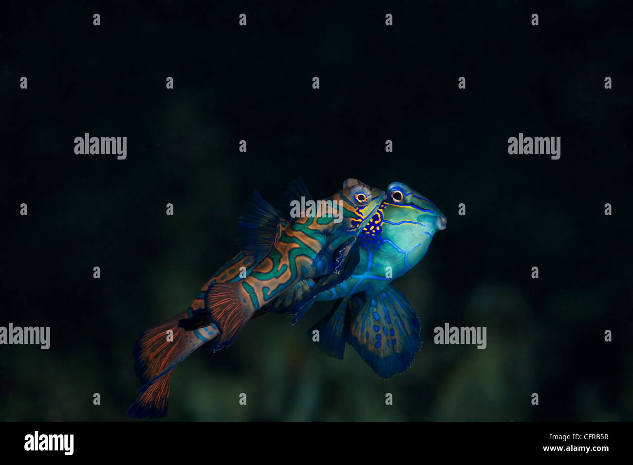 Mating Seas High Resolution Stock Photography and Images - Alamy