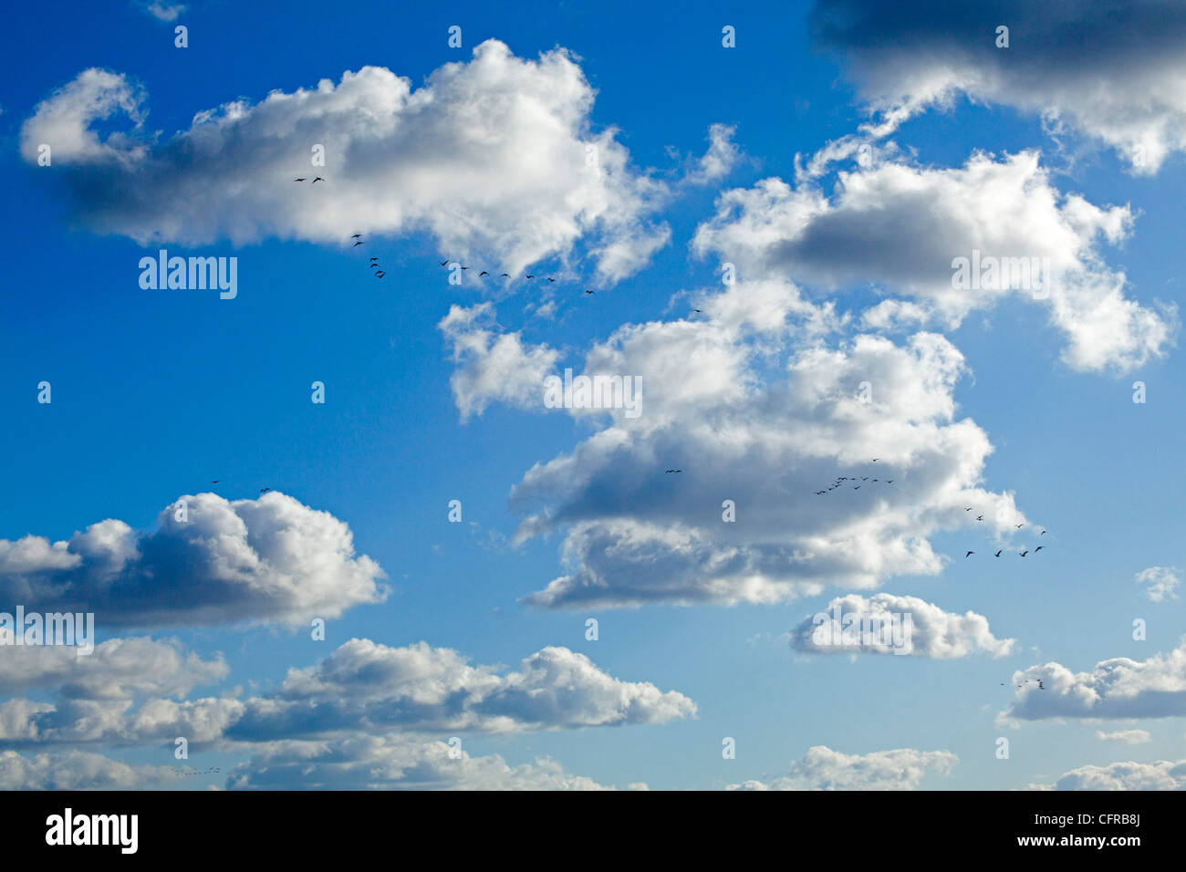 Clouds with bird hi-res stock photography and images - Alamy