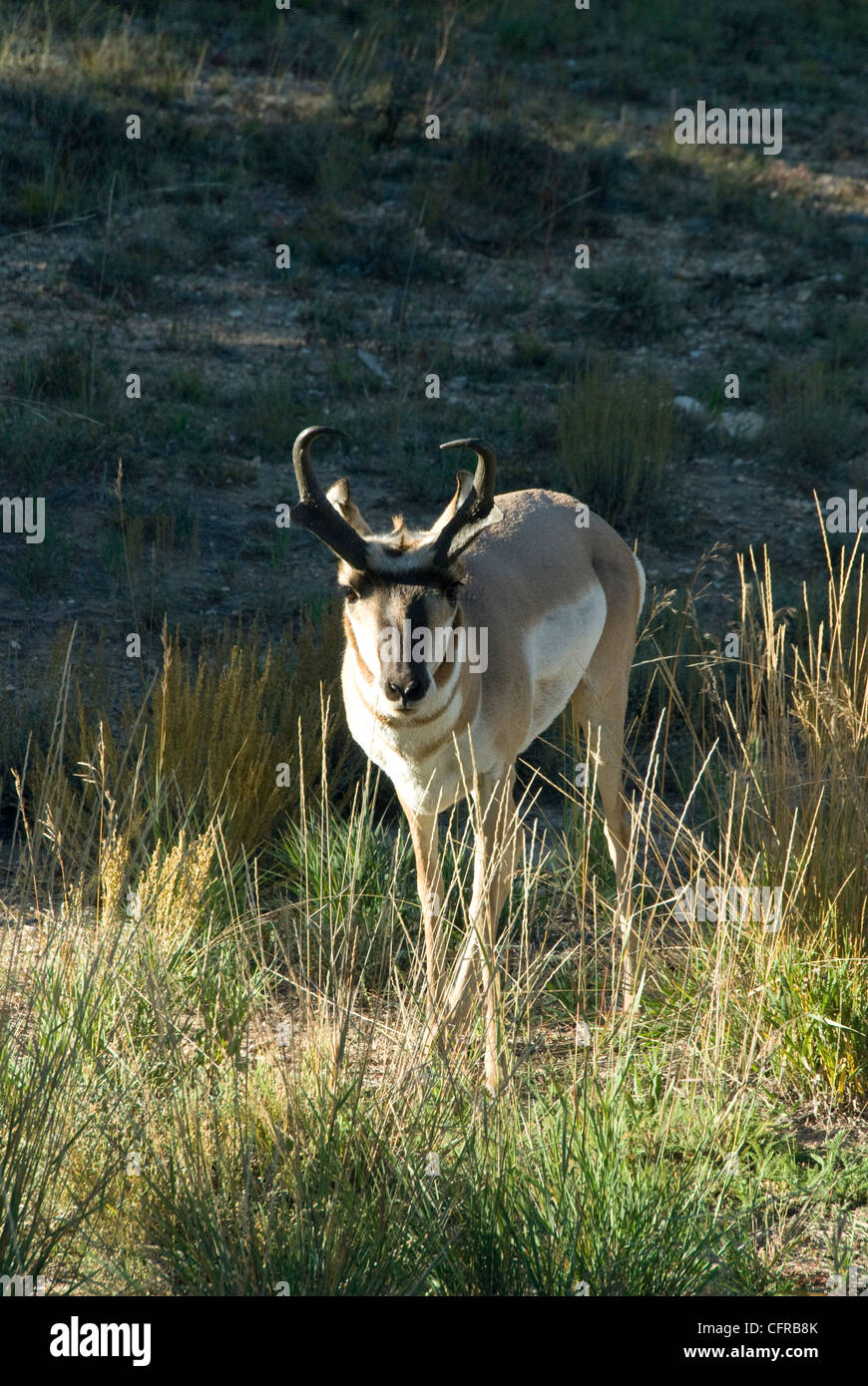 Prong-horned antelope (Antilocapra Americana), Bryce Canyon National ...