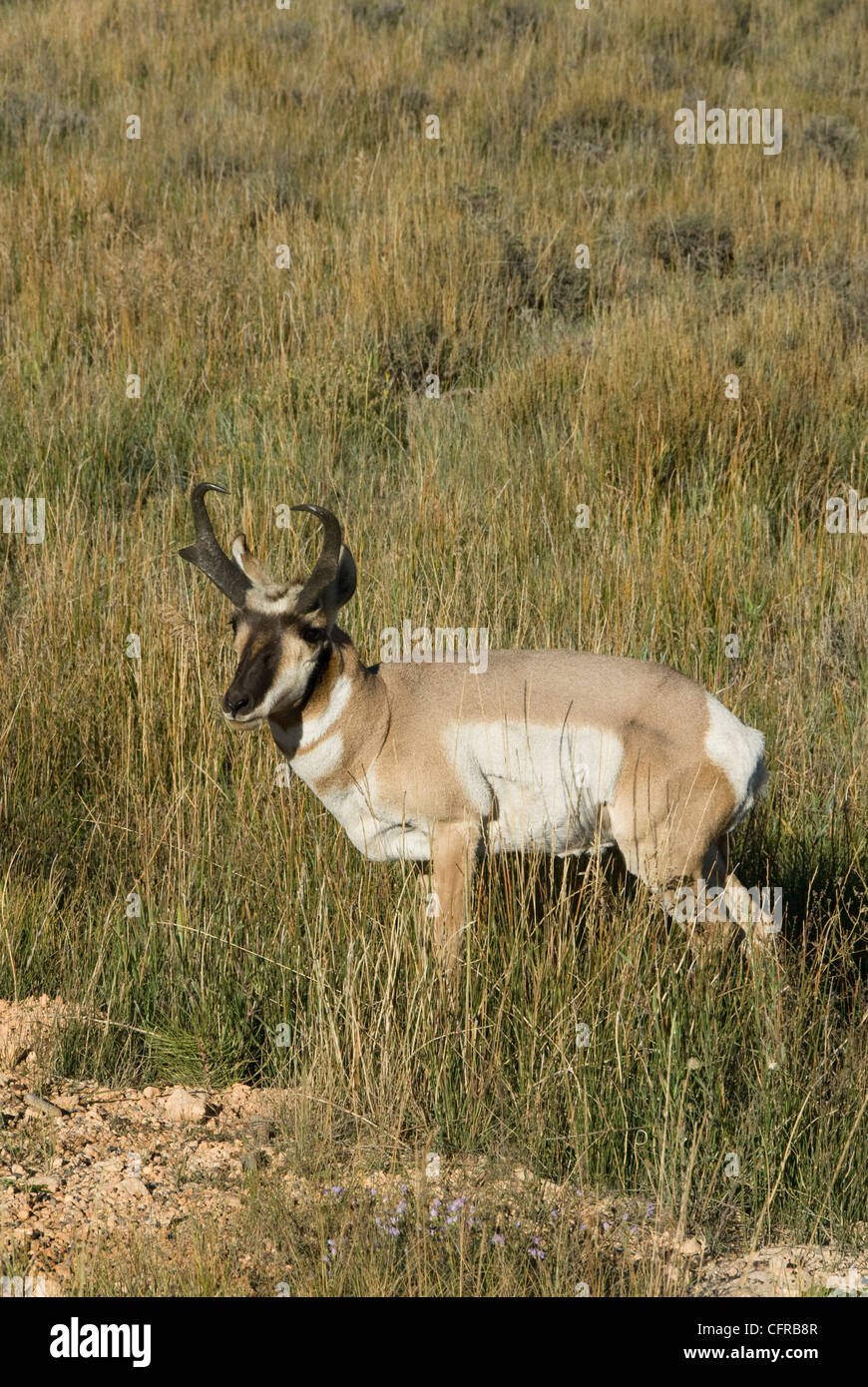 Prong-horned antelope (Antilocapra Americana), Bryce Canyon National ...