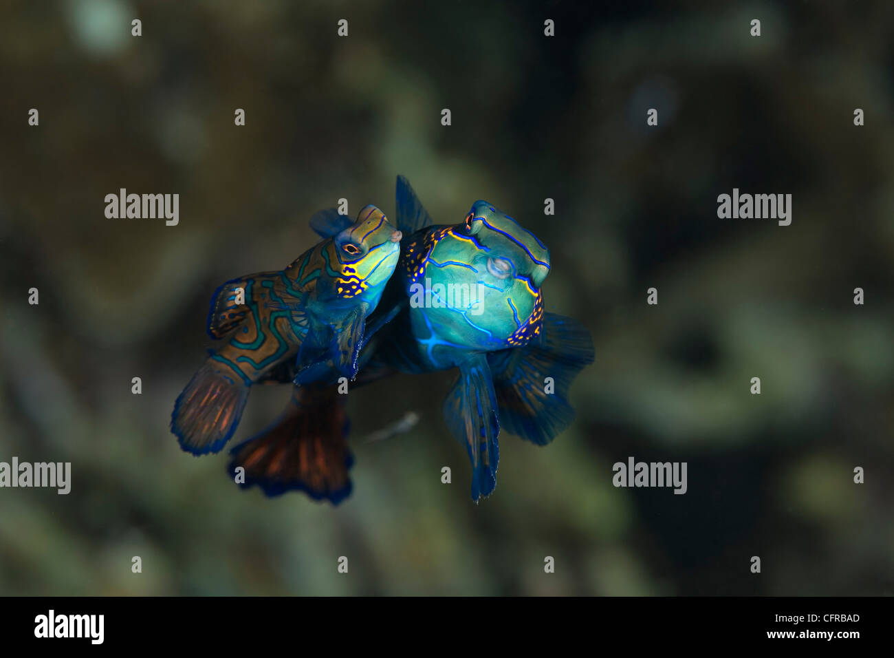 Mandarin fish mating hi-res stock photography and images - Alamy
