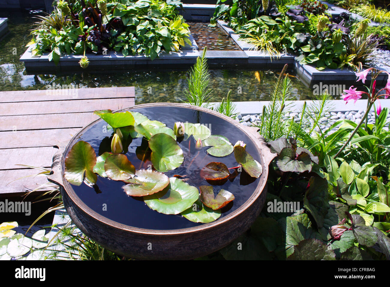 Lotus plants hi-res stock photography and images - Alamy