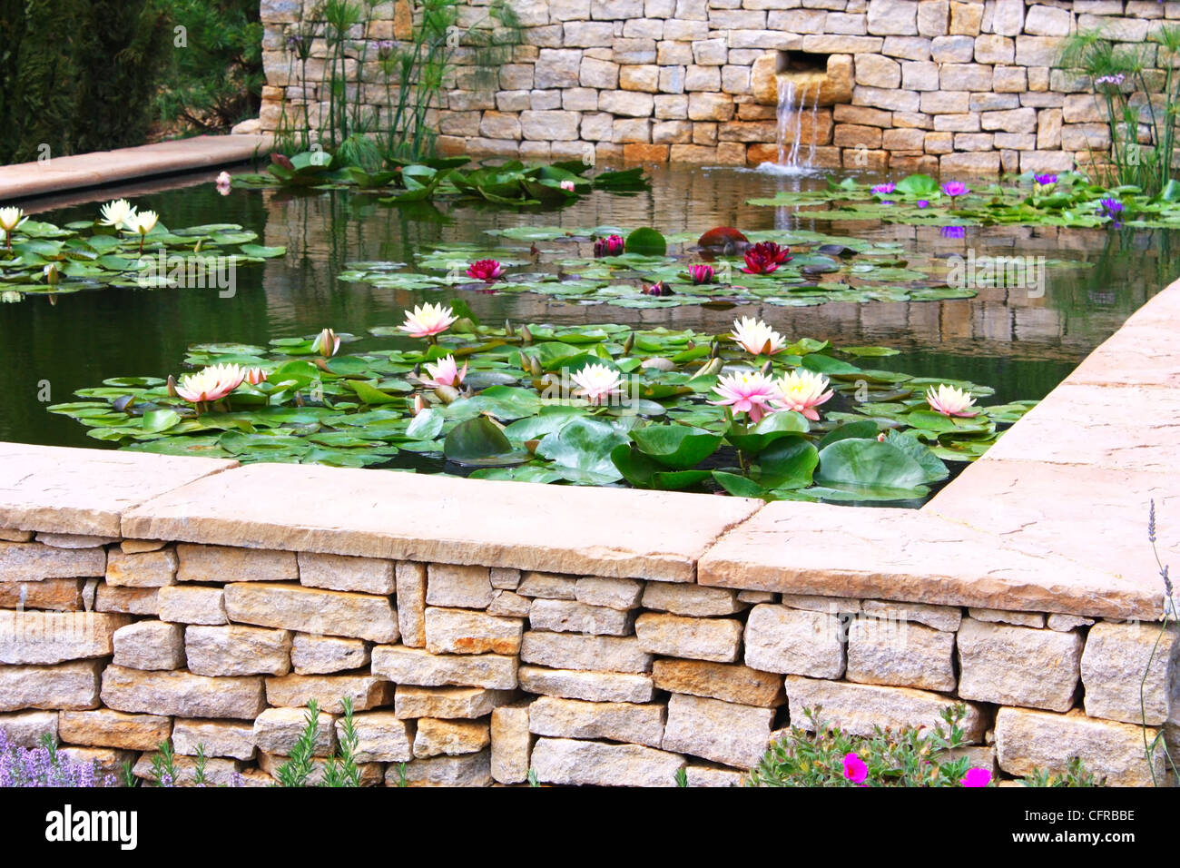 Lotus plants in water Stock Photo - Alamy