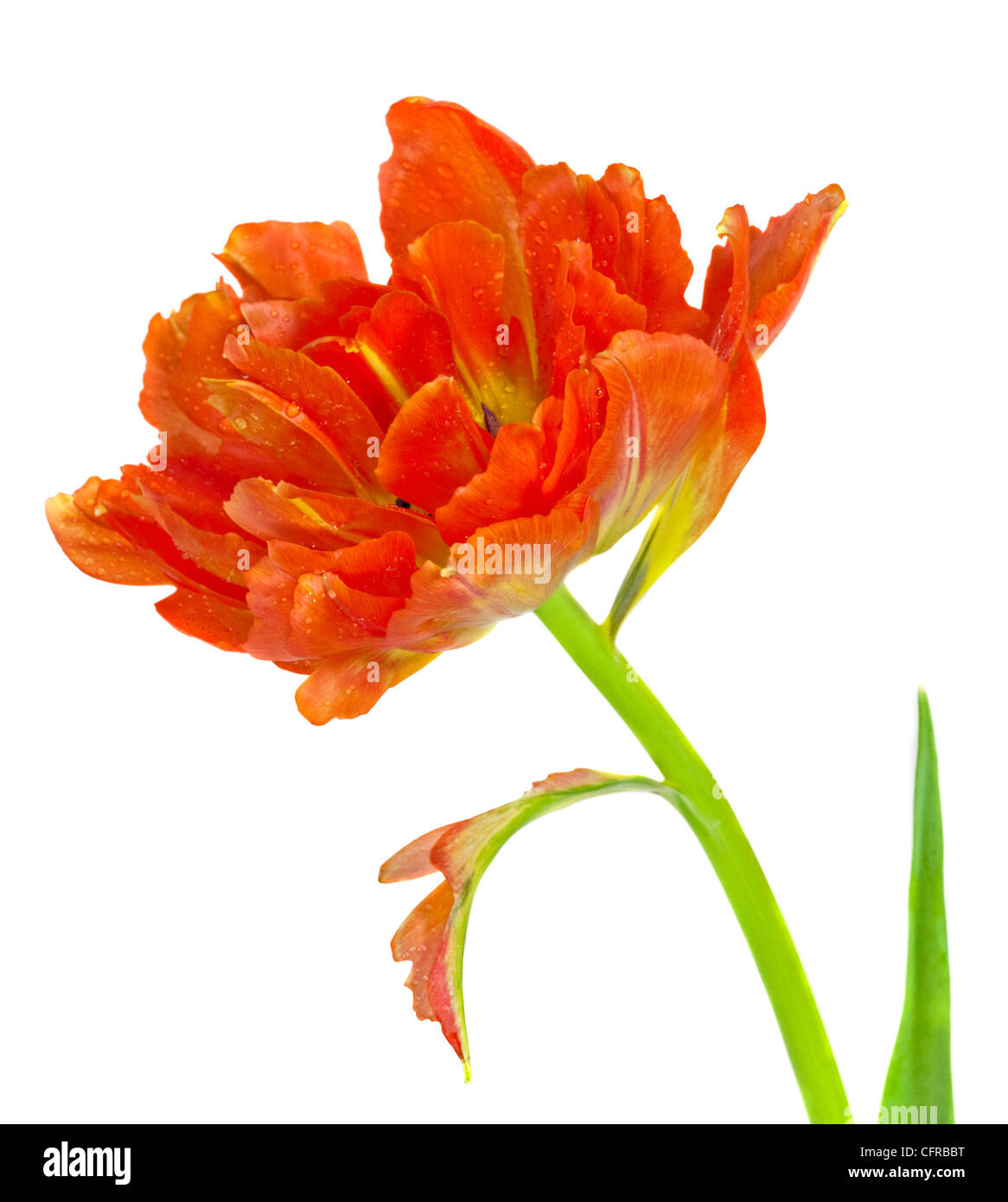 Red Parrot Tulip Stock Photo - Alamy
