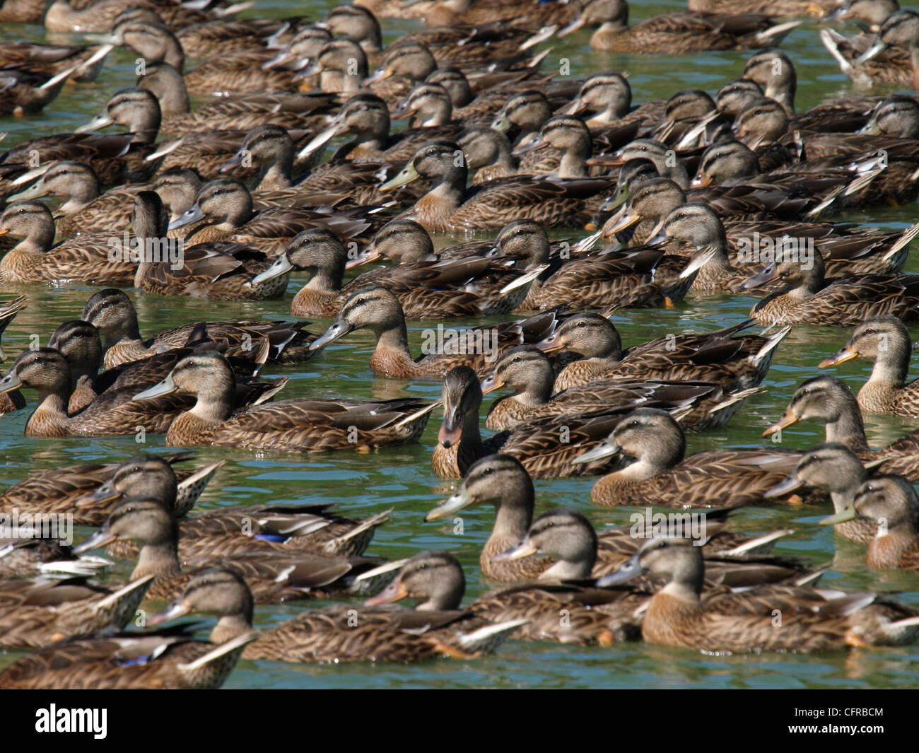 Ducks farm uk hi-res stock photography and images - Alamy