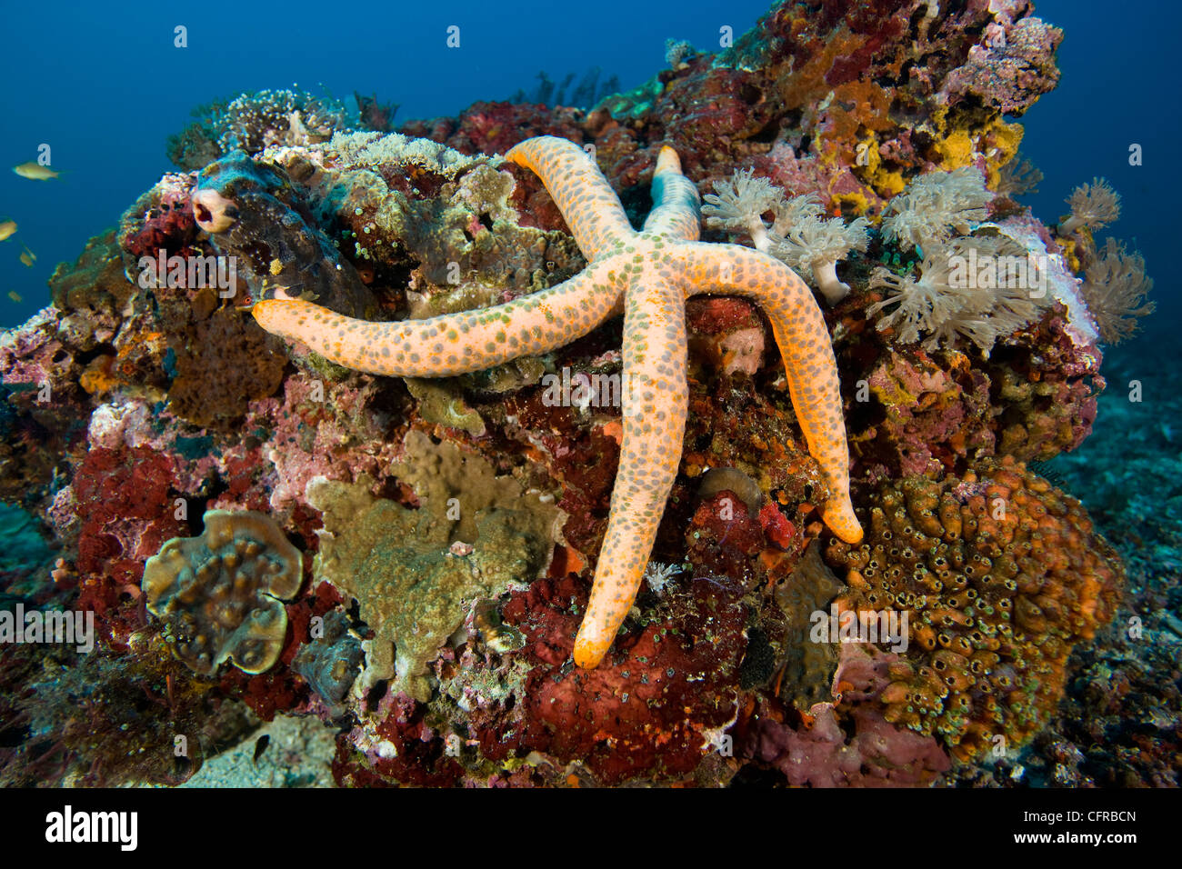 Star Of The Seas High Resolution Stock Photography and Images - Alamy