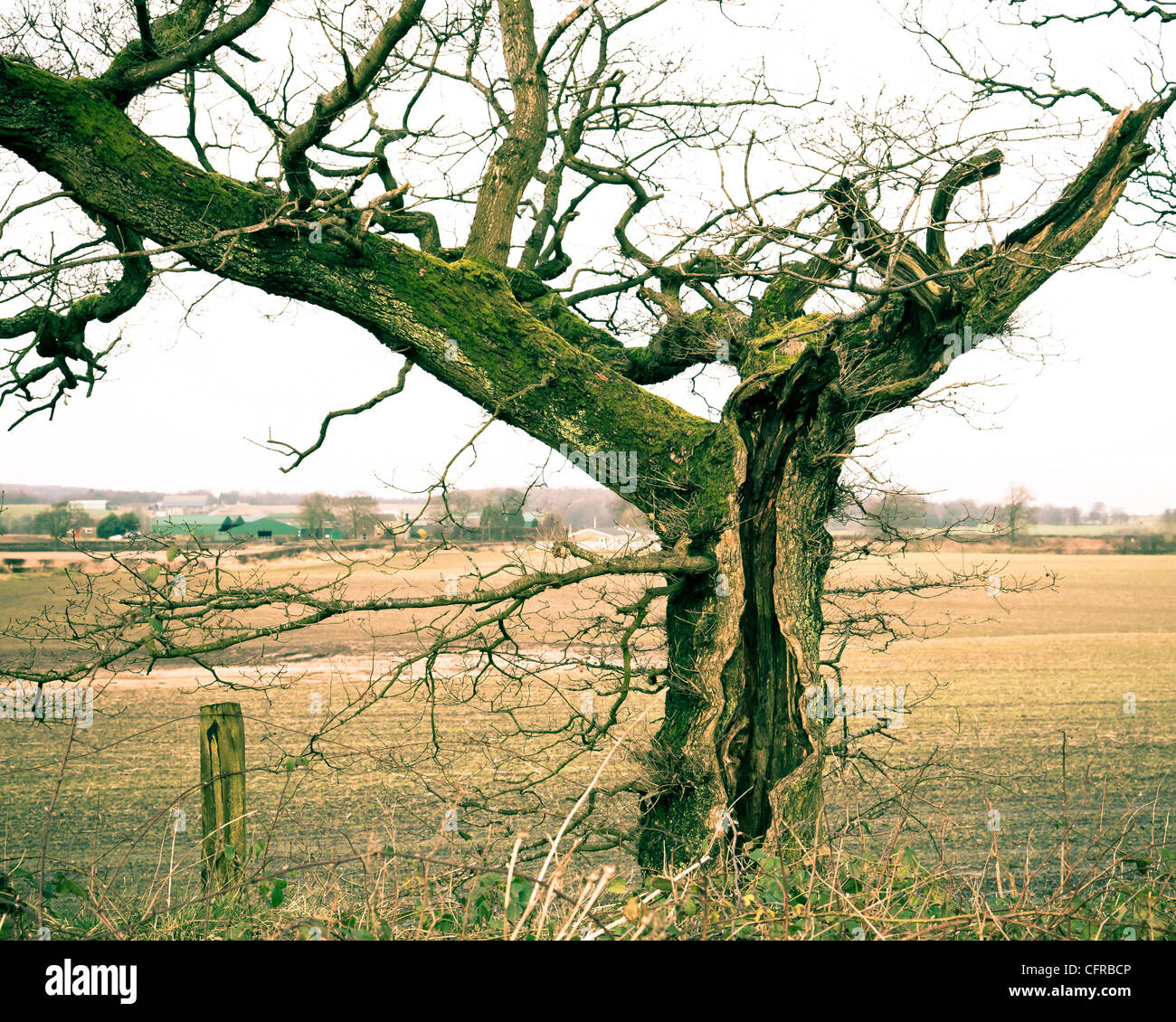 Old Y shaped tree during winter Stock Photo - Alamy