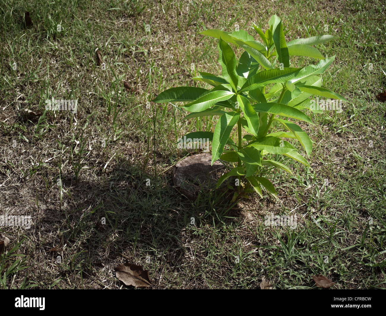 Tree stump shoot grow growing hi-res stock photography and images - Alamy