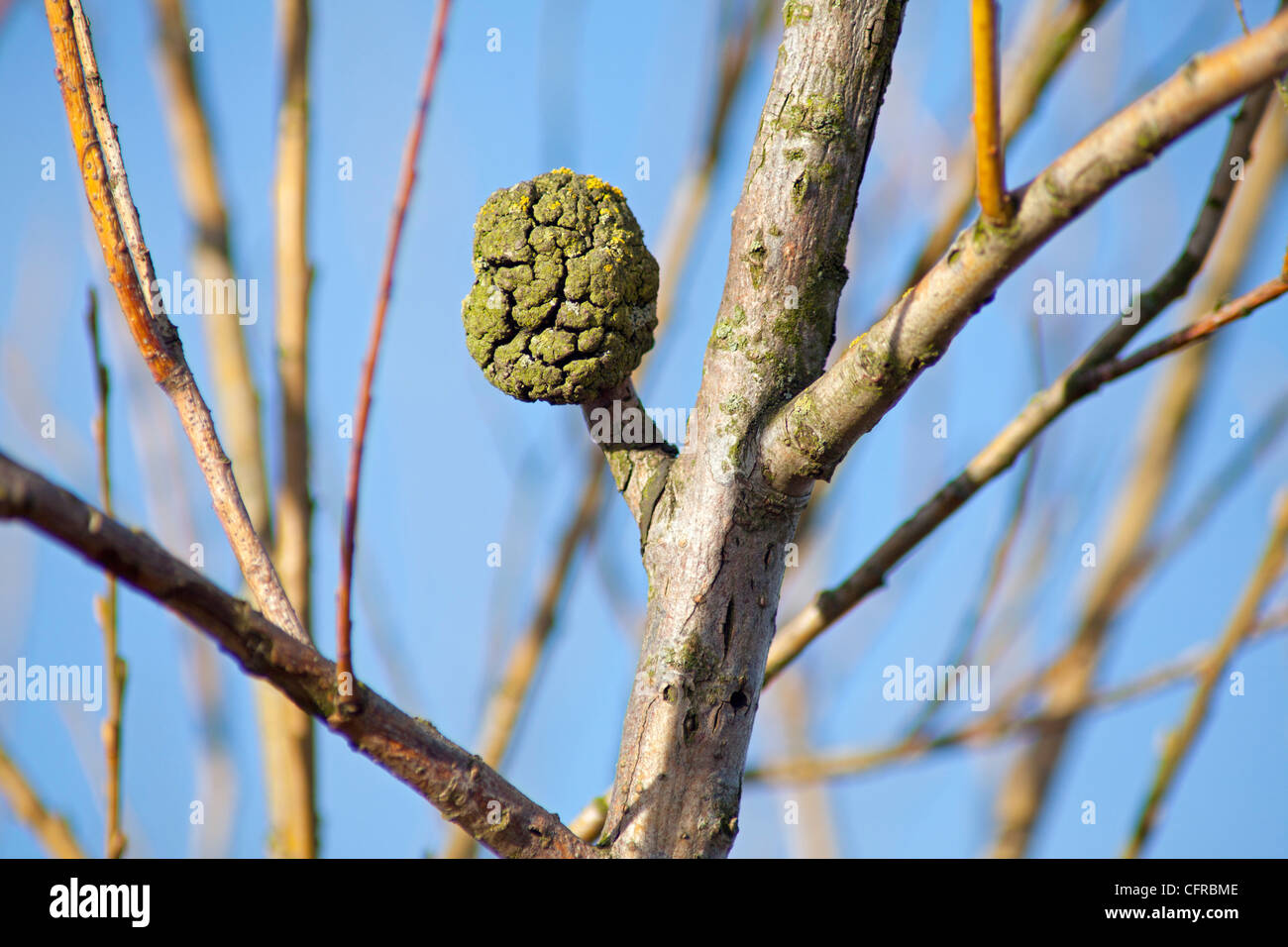 Tree canker hi-res stock photography and images - Alamy