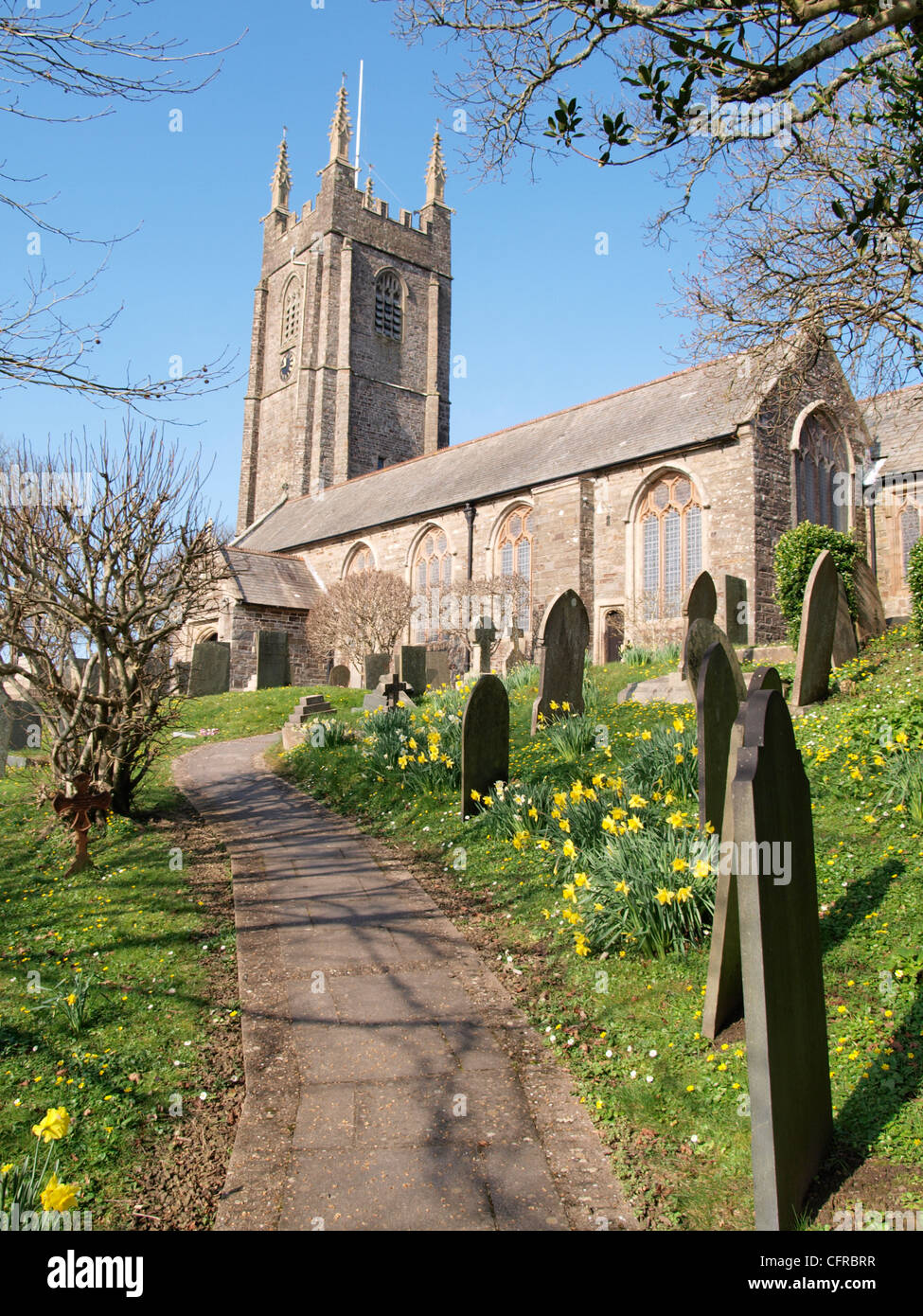 Daffodils along the path to the church, Stratton, Cornwall, UK Stock ...