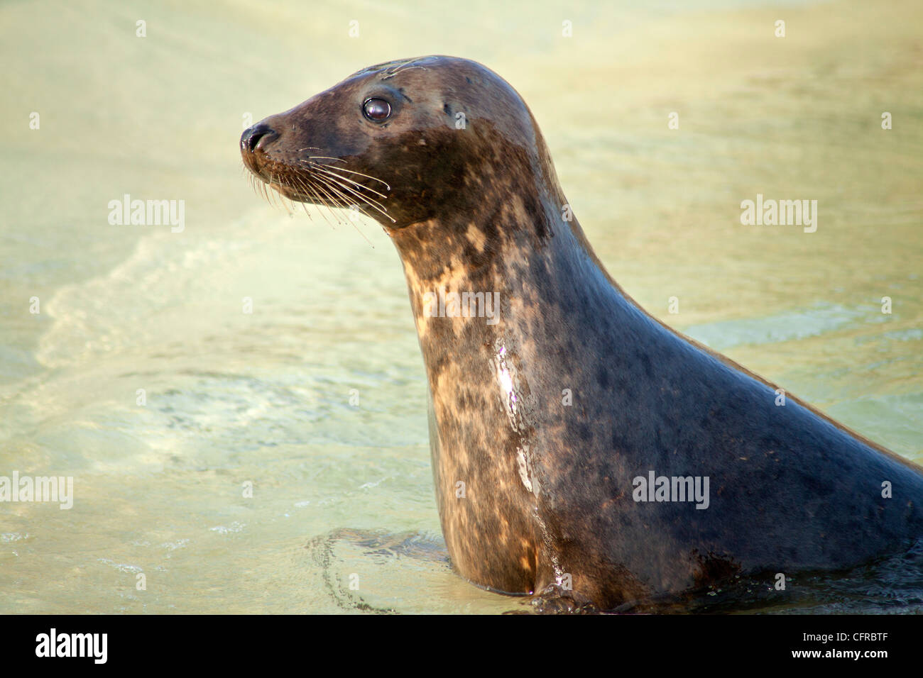 Horsehead seal hi-res stock photography and images - Alamy