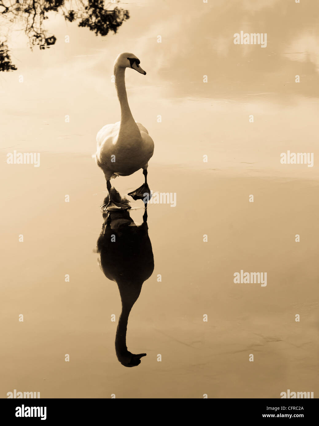 Ice swan hi-res stock photography and images - Alamy