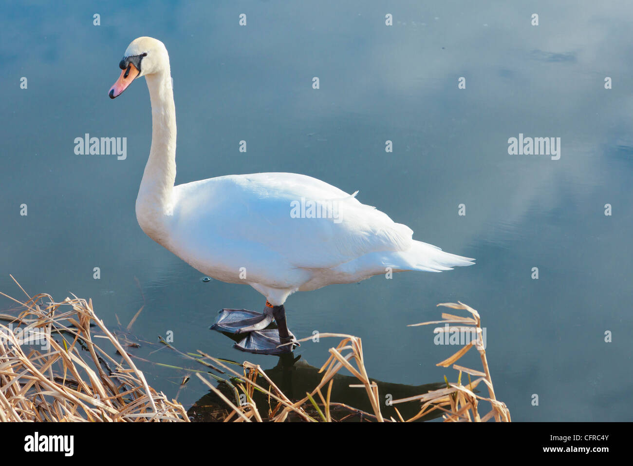 Swan walking on ice Stock Photo - Alamy
