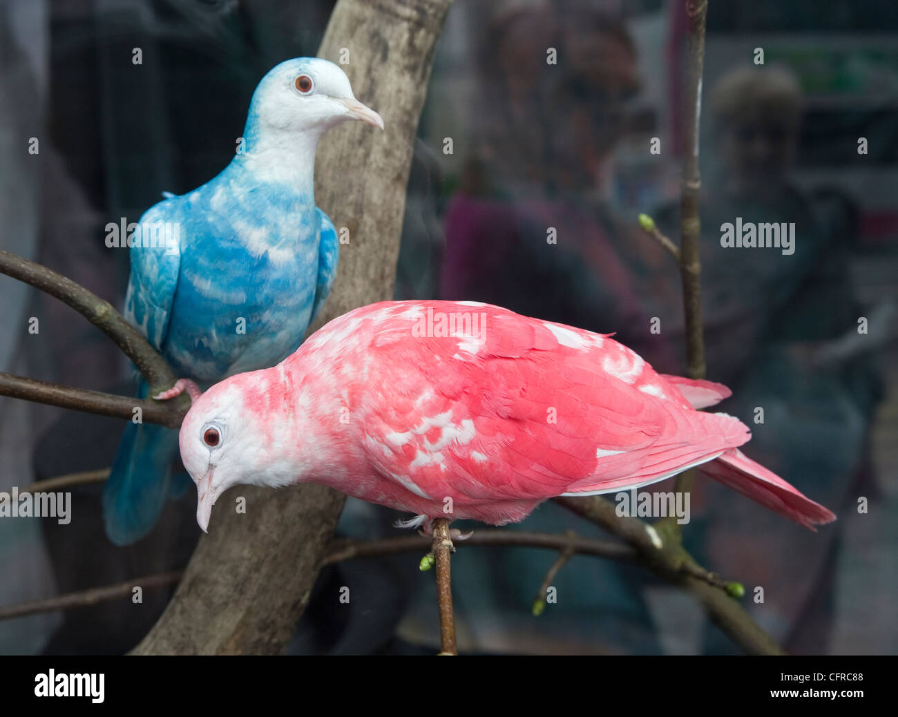 Coloured Doves in a window, City Centre, Belfast Stock Photo - Alamy