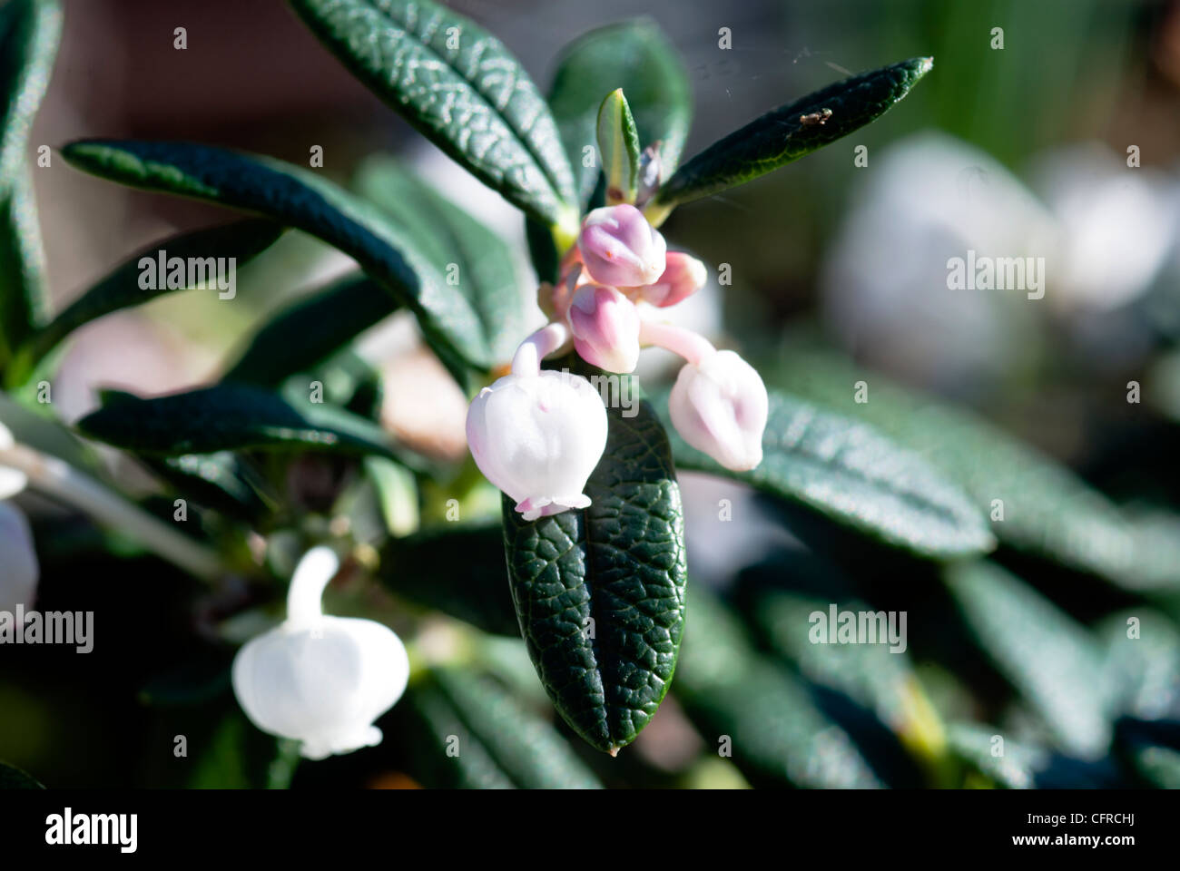 Andromeda botanic garden hi-res stock photography and images - Alamy