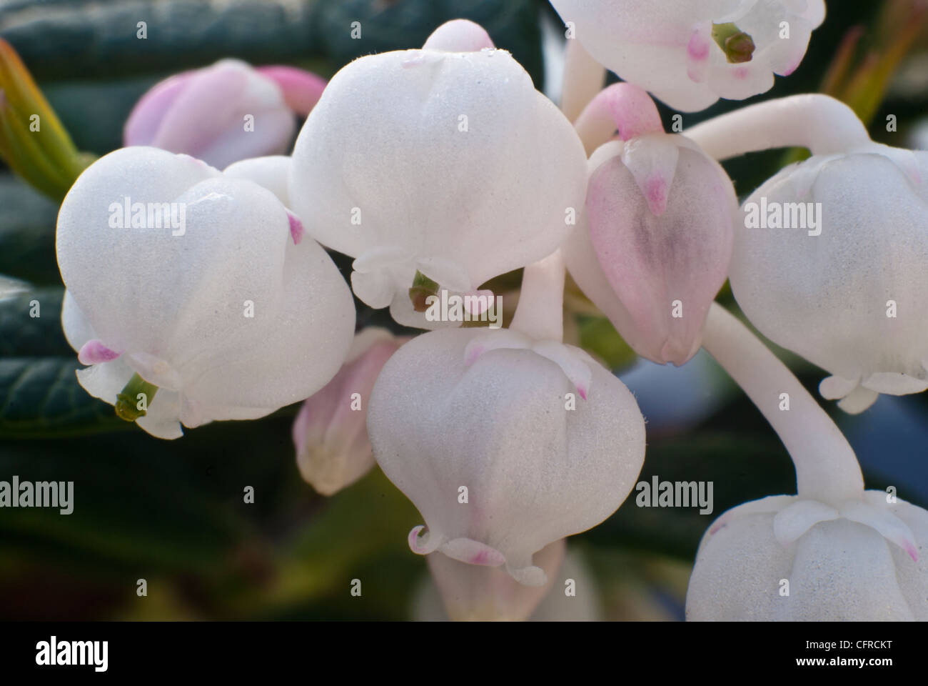 Andromeda botanic garden hi-res stock photography and images - Alamy