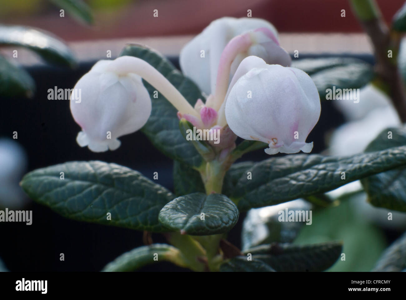 Andromeda plants hi-res stock photography and images - Alamy