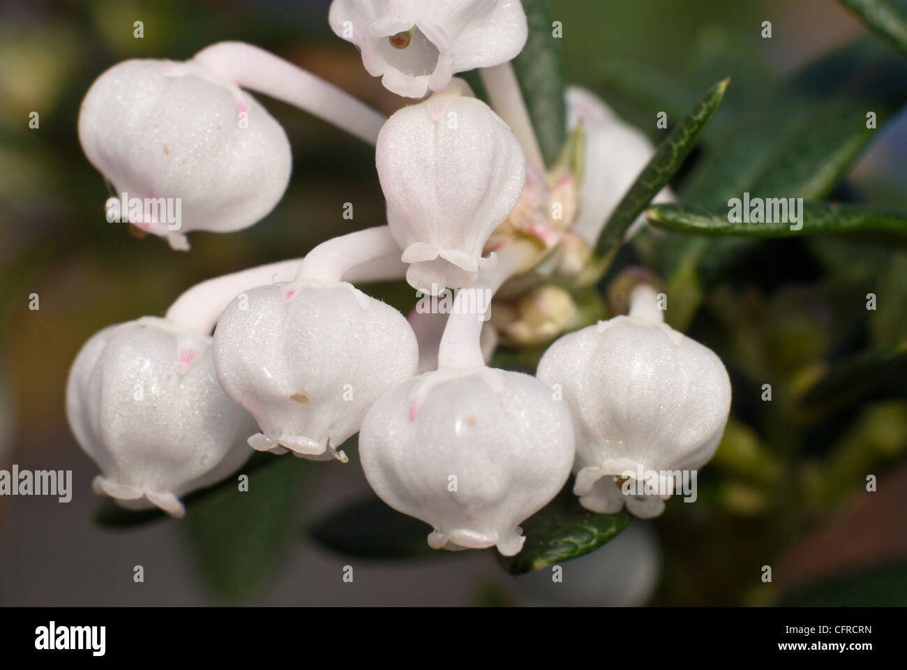Andromeda botanic garden hi-res stock photography and images - Alamy