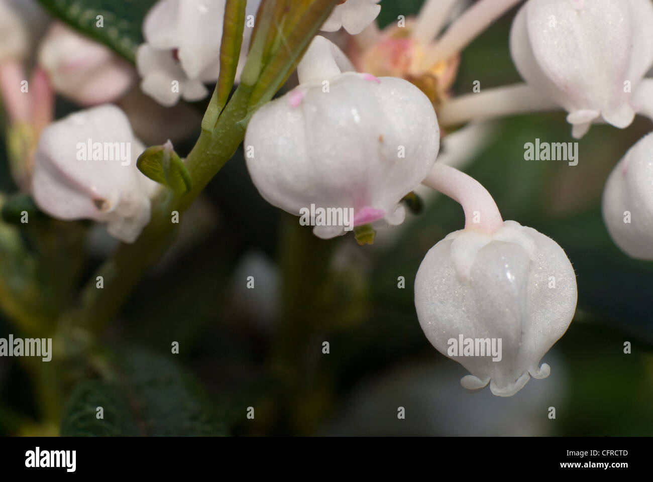 Andromeda plants hi-res stock photography and images - Alamy