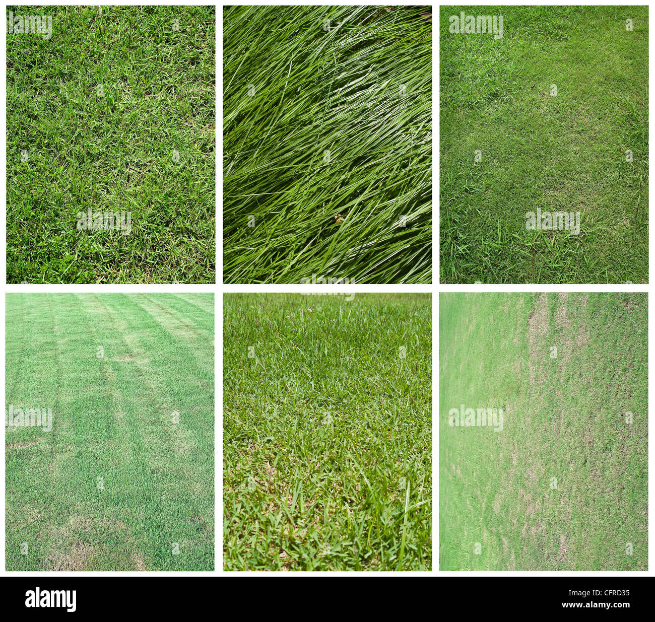 Various green grassland texture Stock Photo - Alamy
